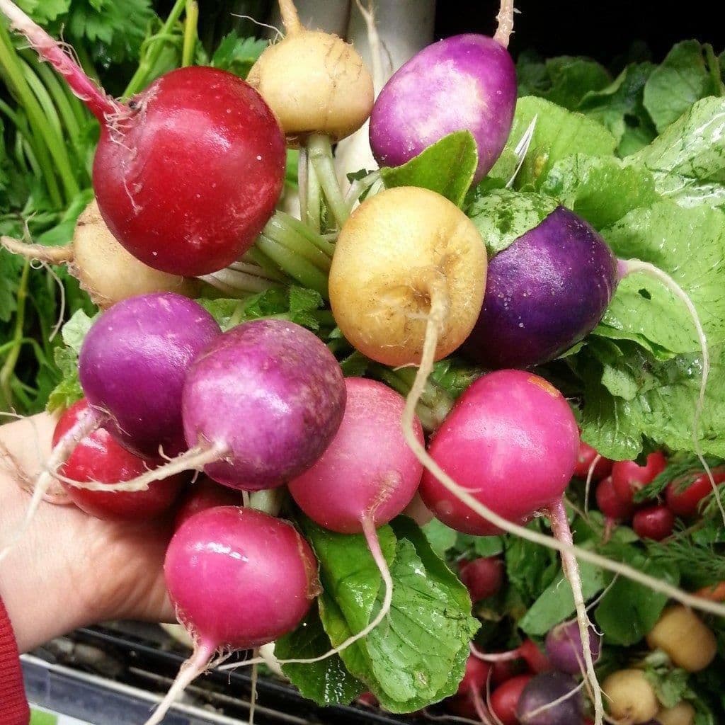 radish mix | little sun seeds – Garden Objects