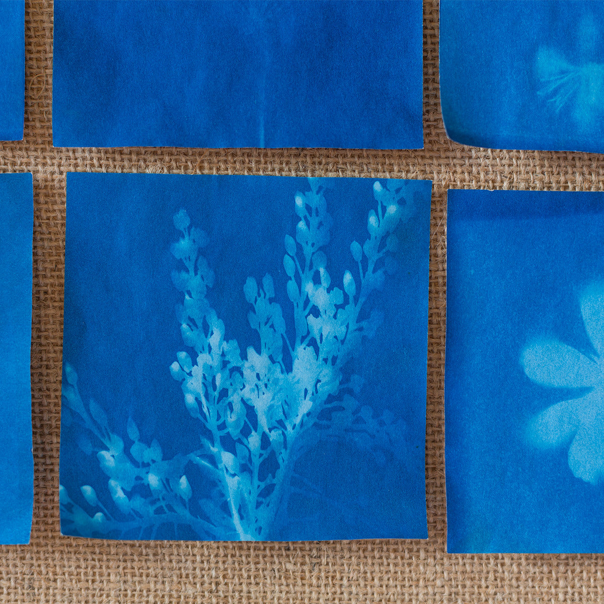 sunprint kit – Garden Objects