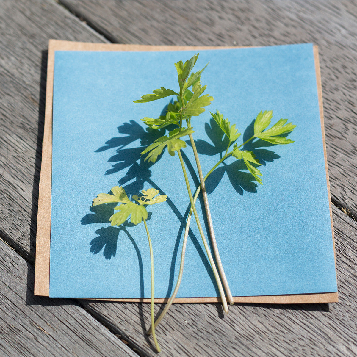 sunprint kit – Garden Objects